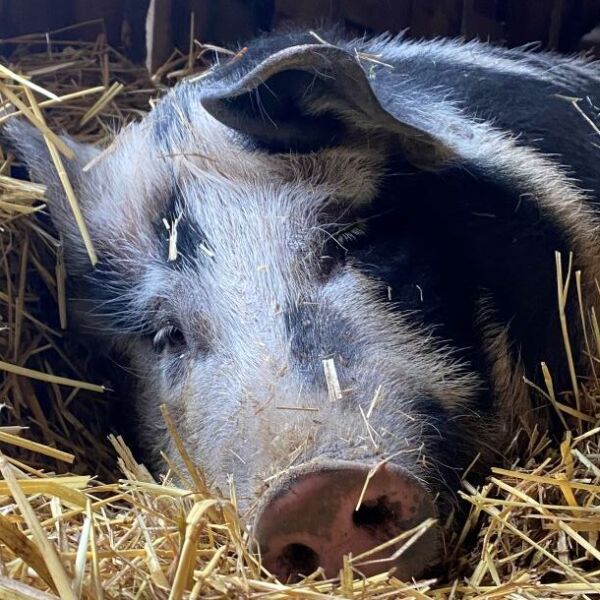 How To Care for Piglets: From Birth to Weaning – The Modern Day Settler